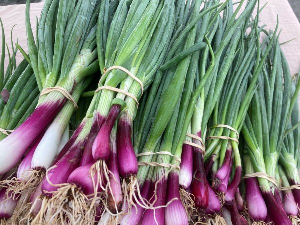 Spring Onions - Local Foods Mohawk Valley